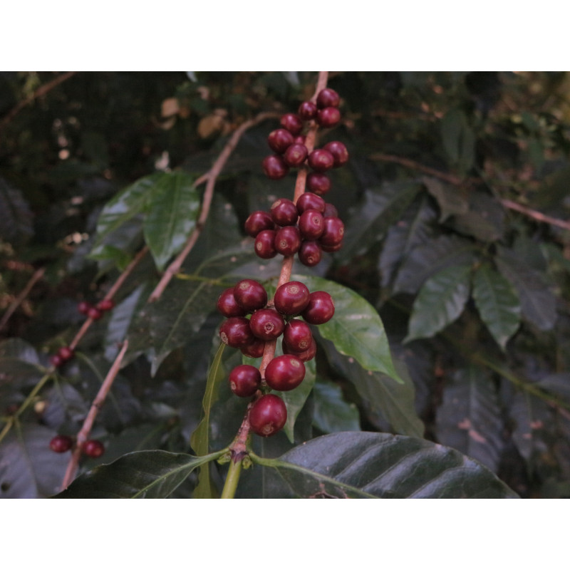 Ethiopia Guji Natural Organic*